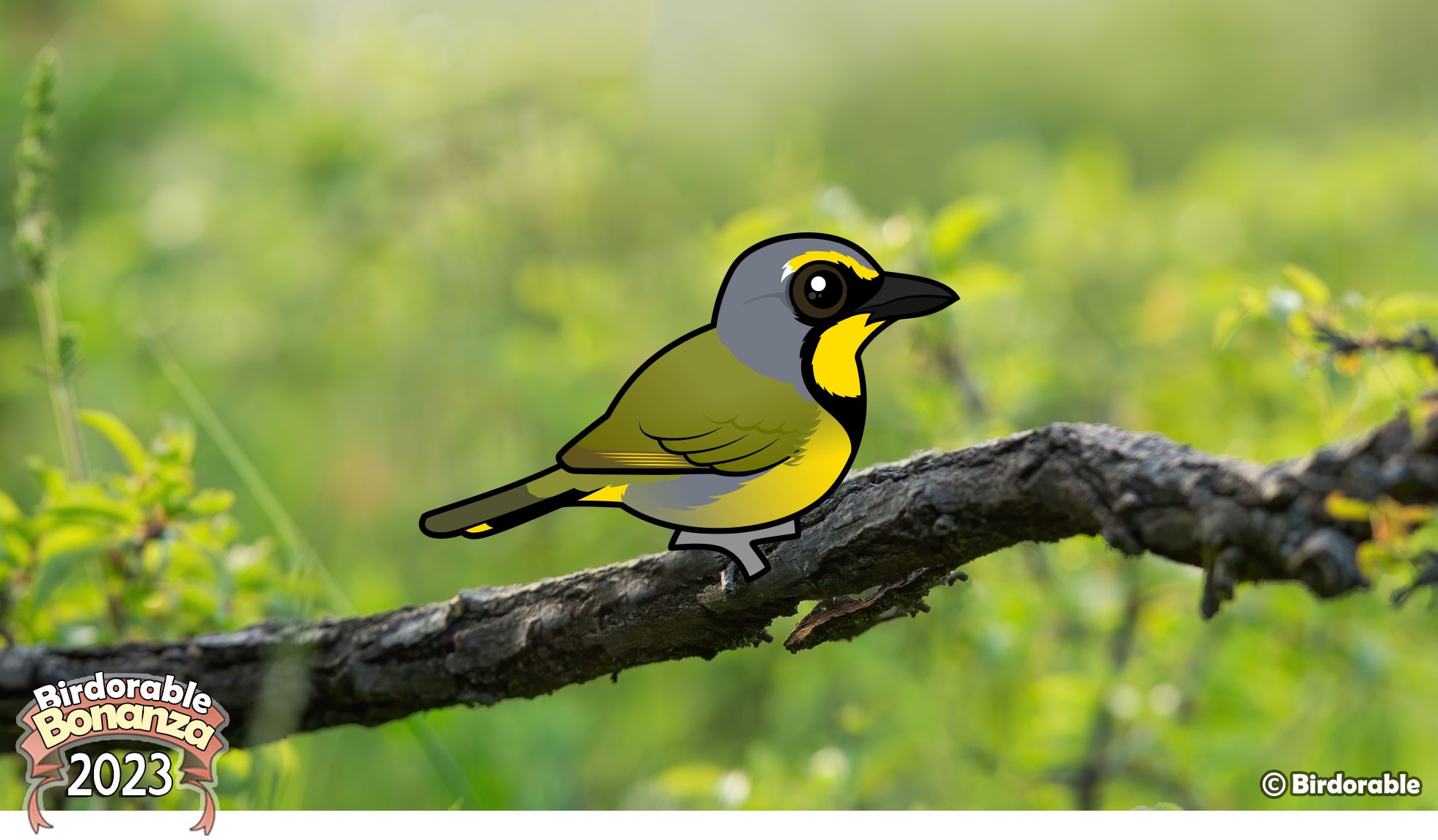 Exploring the Charms of Southern Africa's Bokmakierie