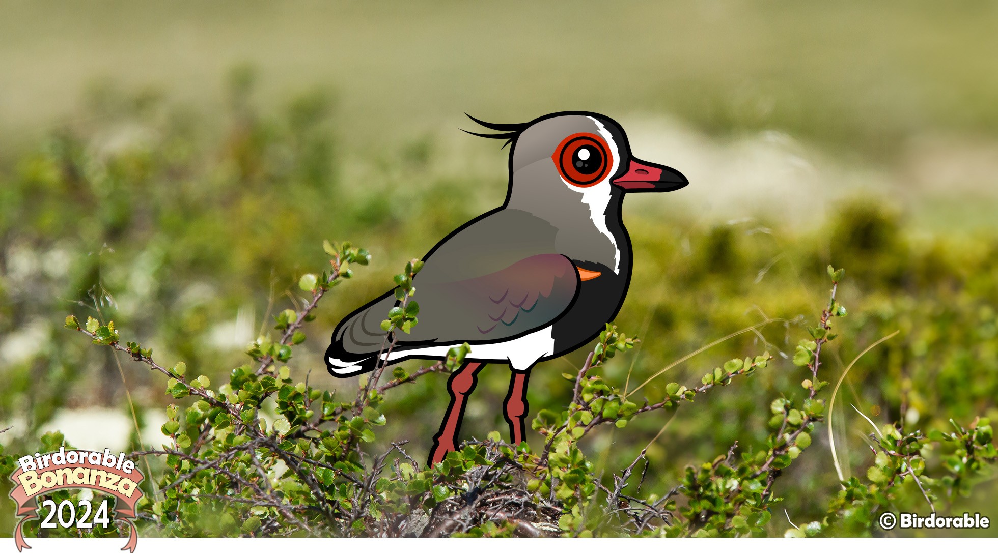 Meet the Southern Lapwing: A Loud and Colorful Defender