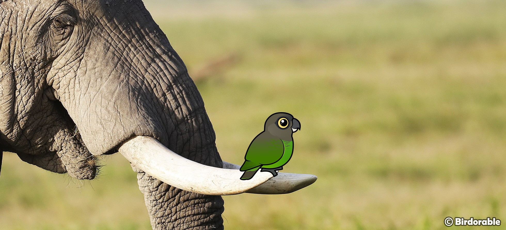 Birdorable Brown-headed Parrot Comes Flying in from Africa