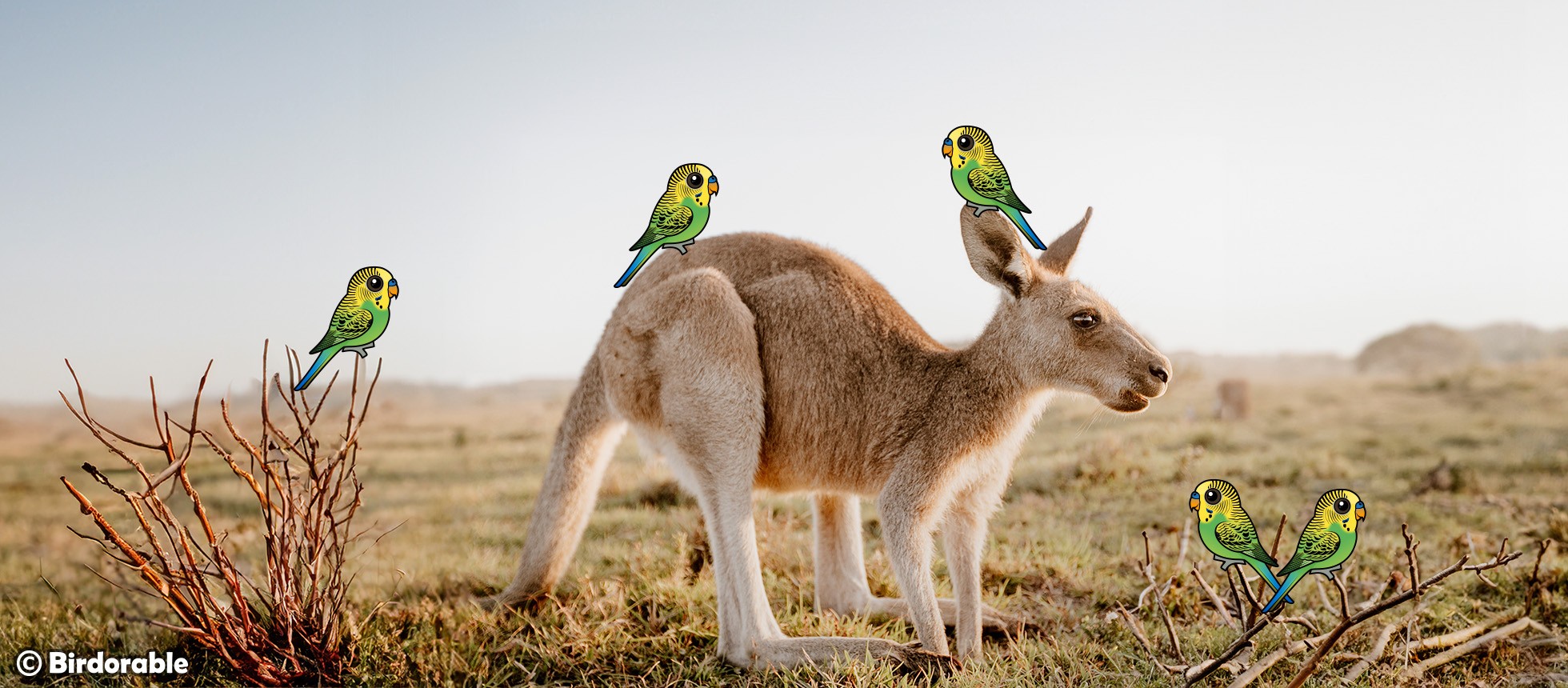 Budgies - Birdorable Blog