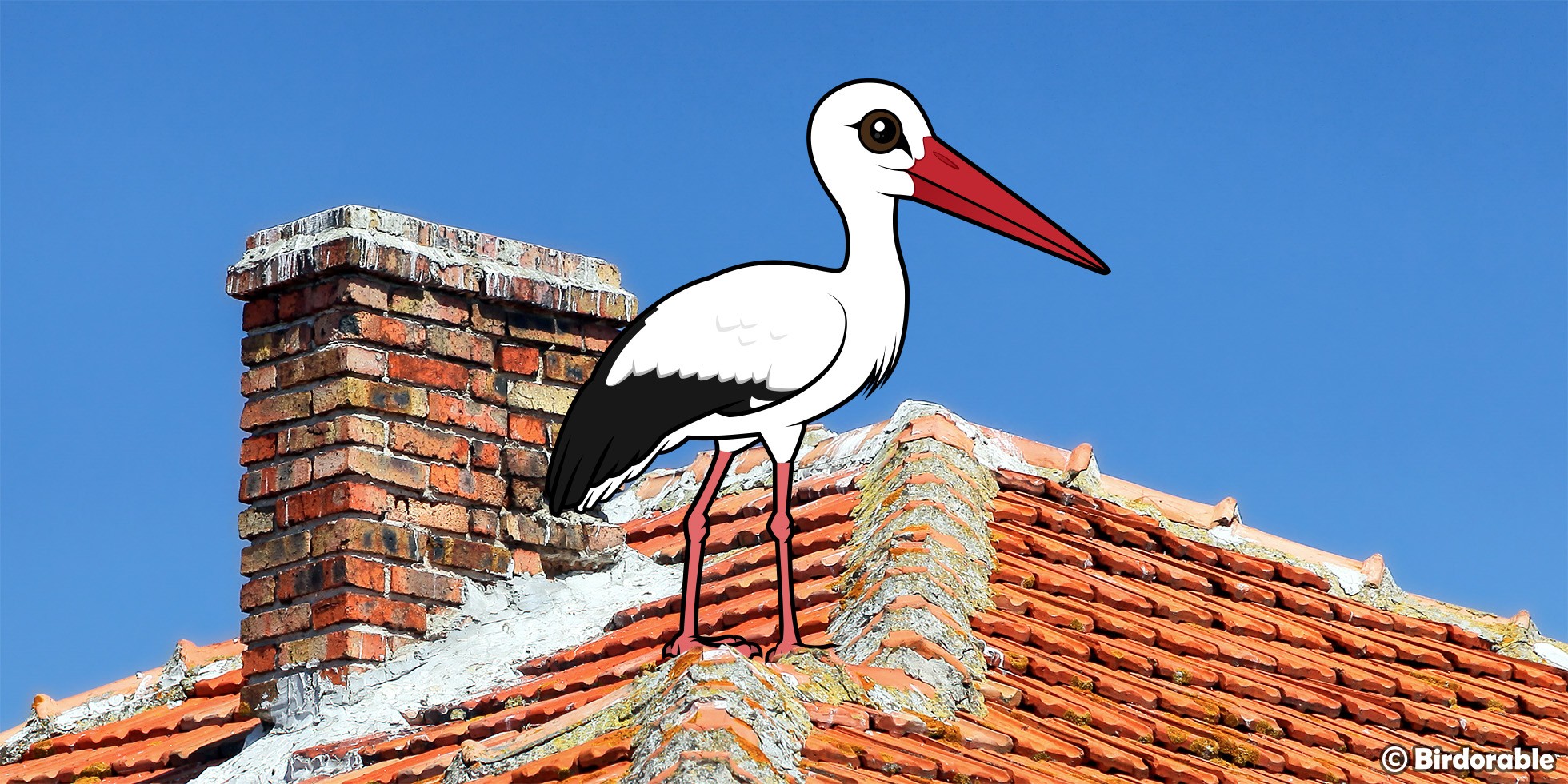 Busting a Bird Myth: Storks Deliver Babies