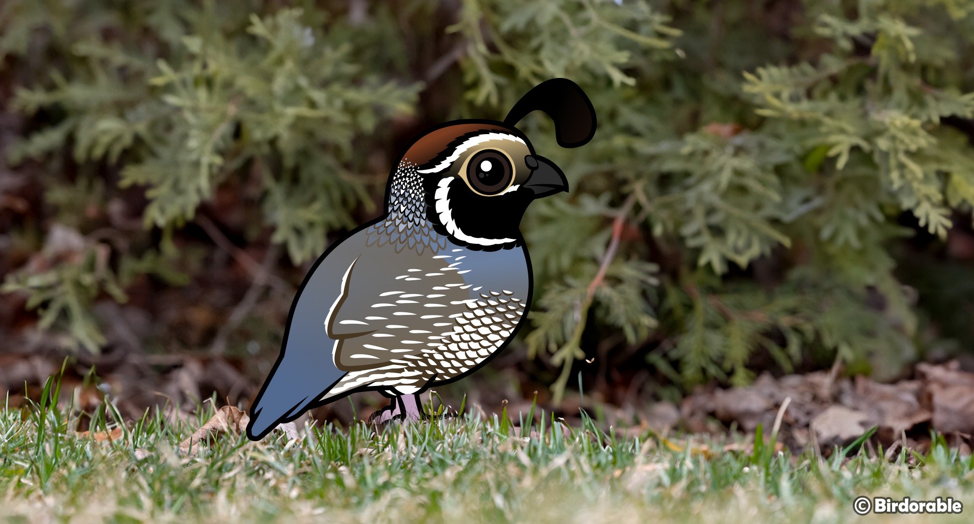 California Quail: The State Bird of California | Birdorable Blog