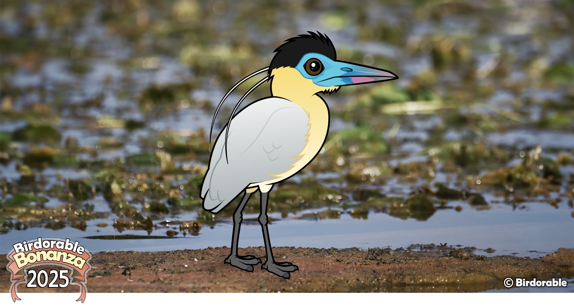 Capped Heron: Secrets of a Little-Known Tropical Heron