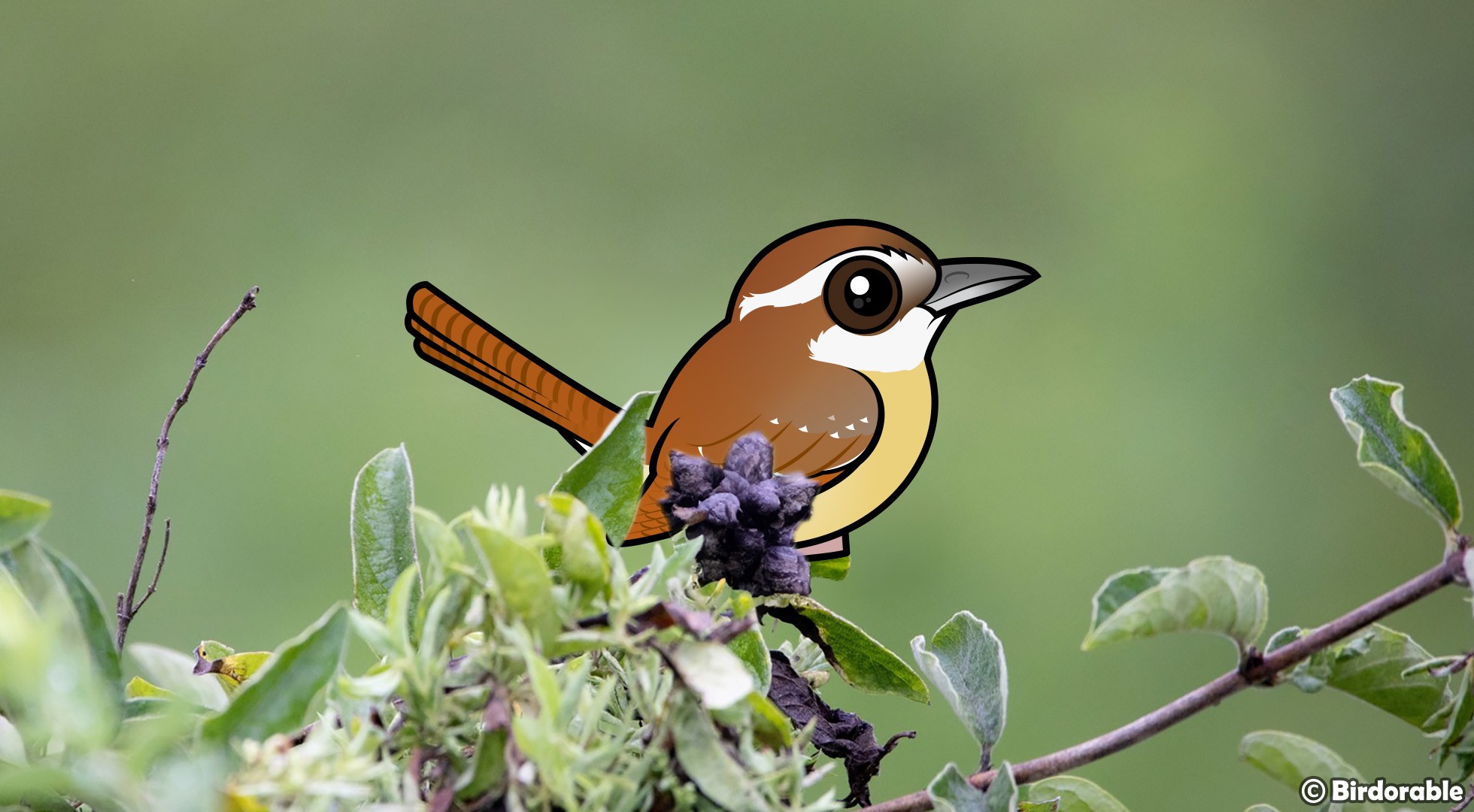 Wrens - Birdorable Blog