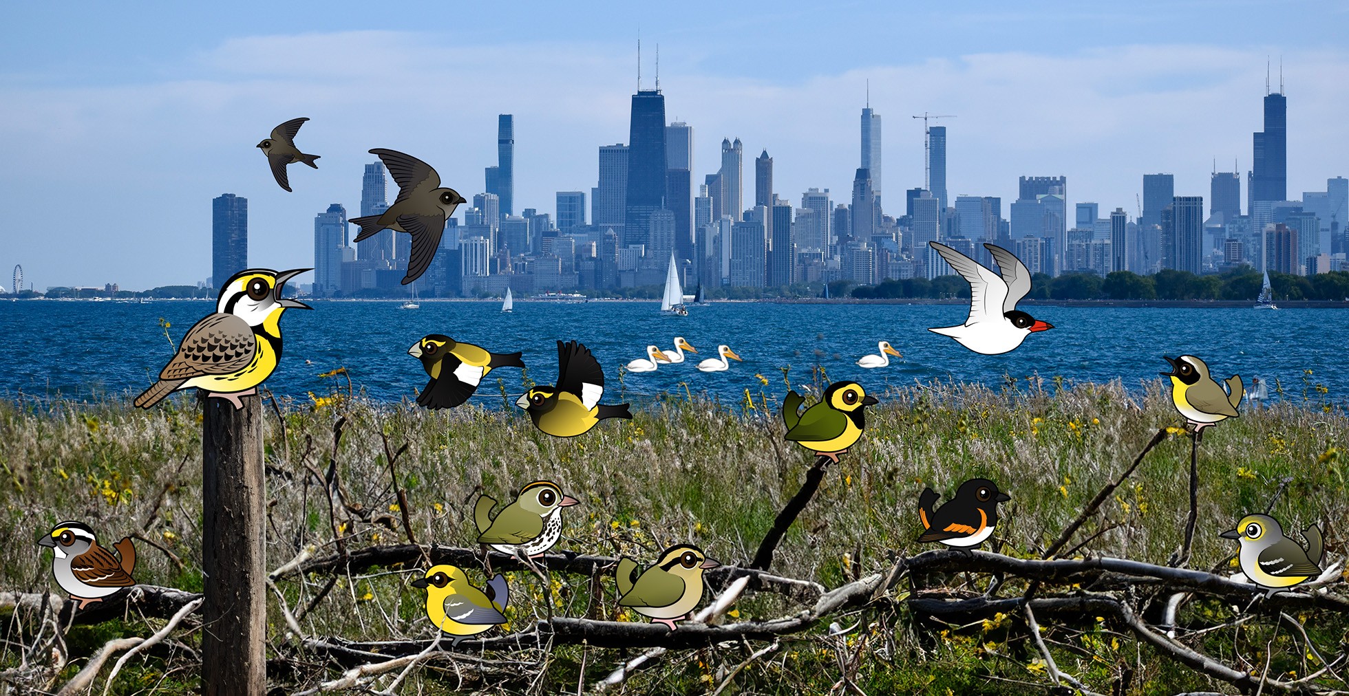 Make Chicago Safe for Birds: Your Action Needed