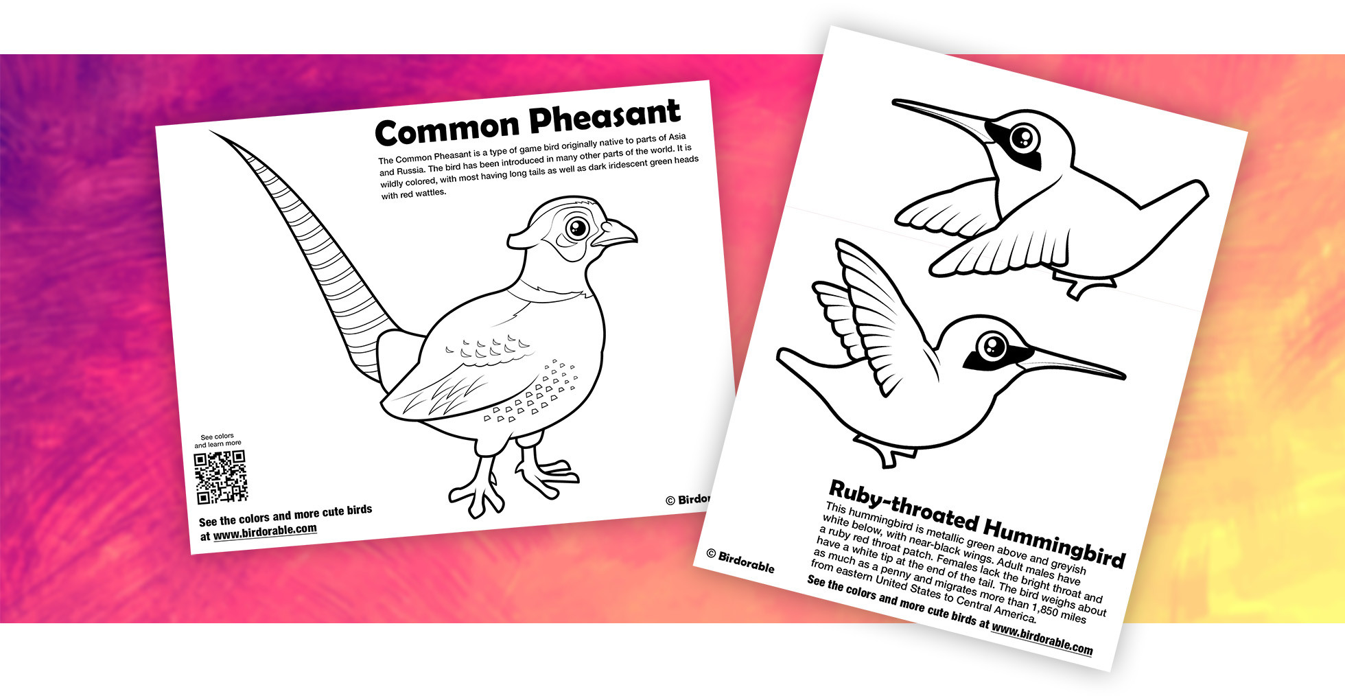 Ruby-throated Hummingbird and Common Pheasant Coloring Pages