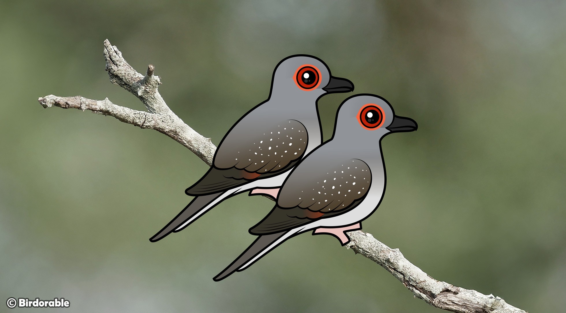 Australia's Diamond Dove: Small Birds, Big Adaptability | Birdorable