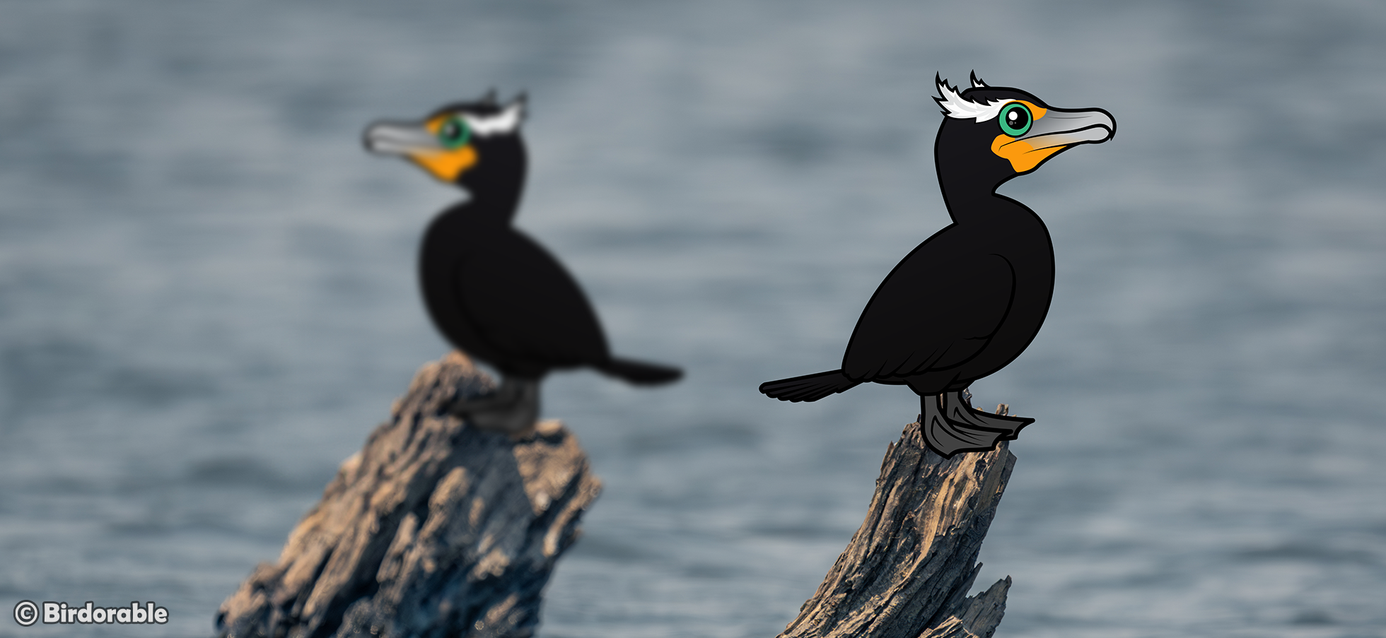 About Double-crested Cormorants – Habitat, Behavior, and More