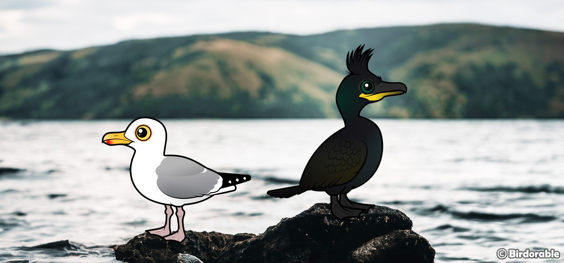 Meet the Birdorable European Shag: A Diving Marvel of the Coasts