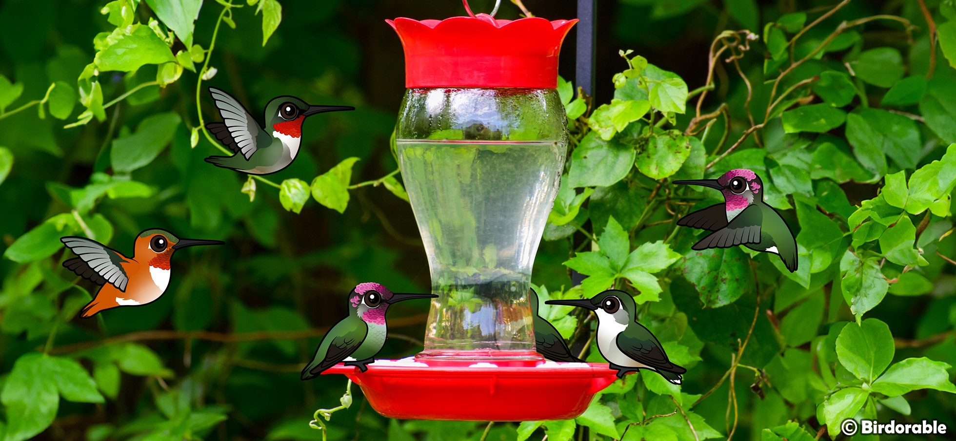 Busting a Bird Myth: Feeding Hummingbirds in Fall and Migration