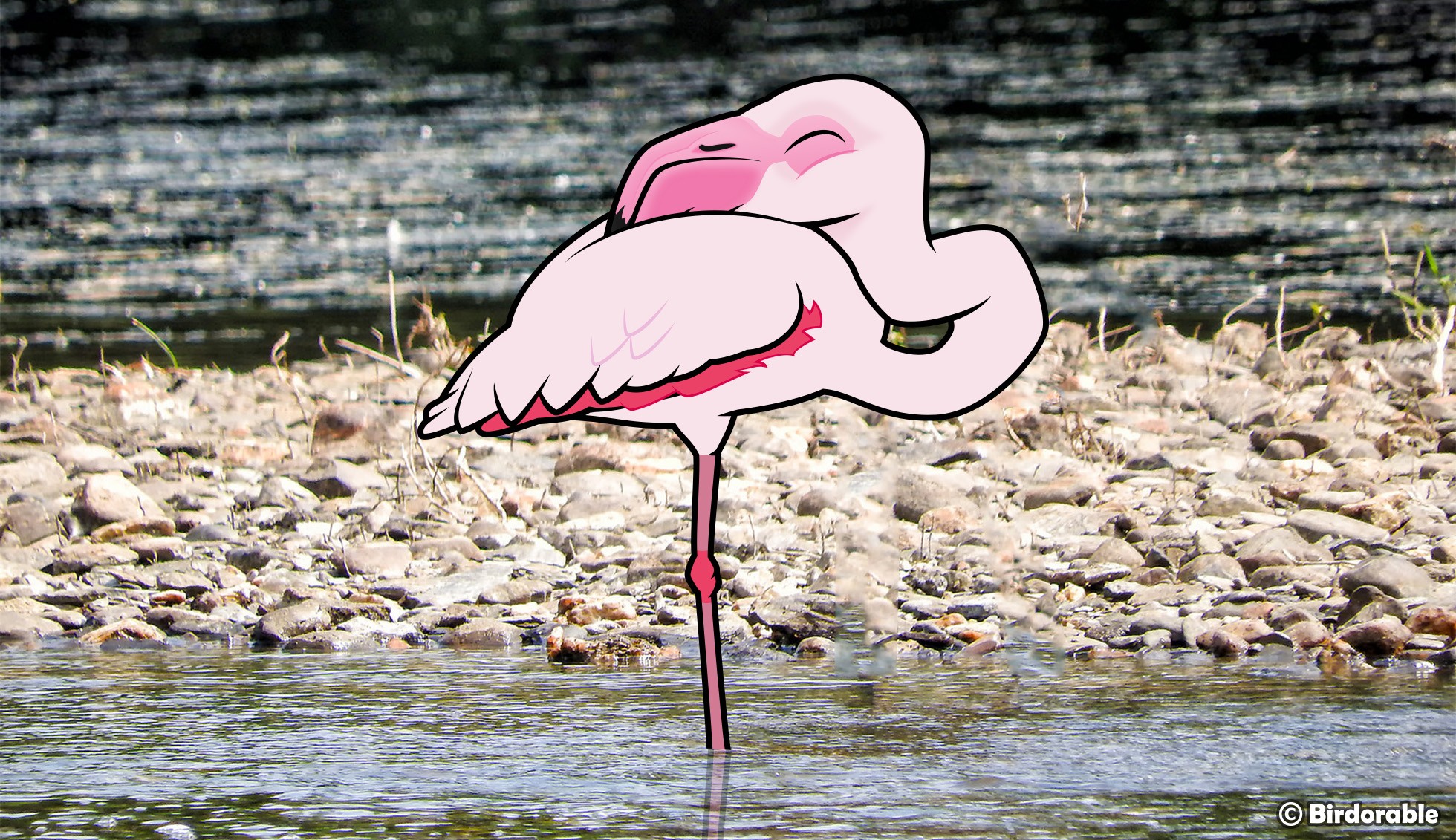 Learn About Flamingos