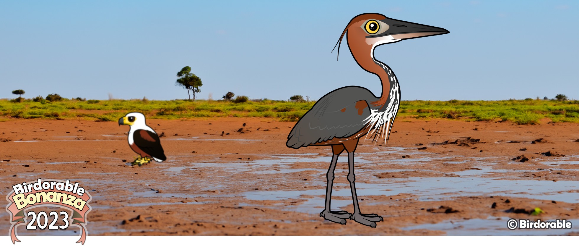 Meet the Goliath Heron: The World's Largest Heron Species