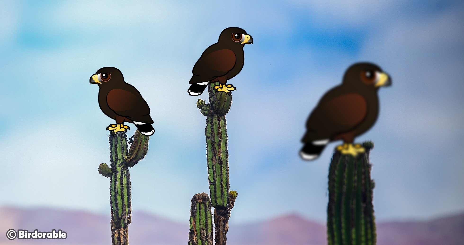 From Desert Skies to Urban Allies: The Harris Hawk's Journey