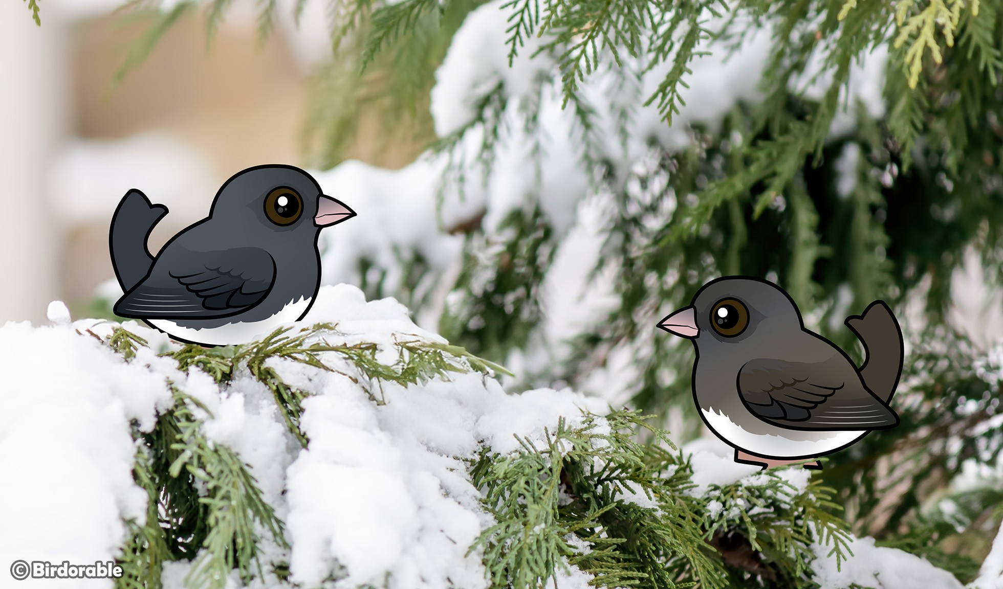 How Birds Cope with the Short Days of Late Fall and Winter