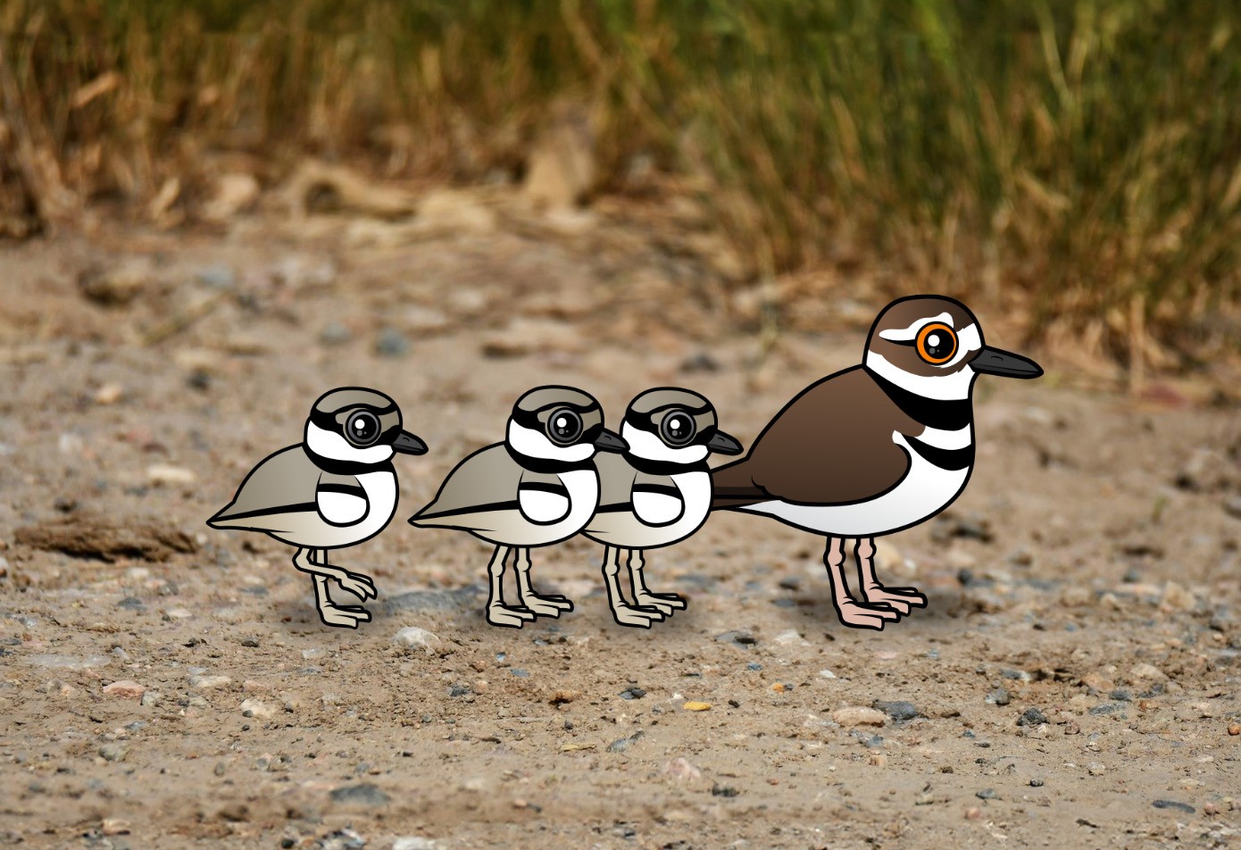 Killdeer - Birdorable Blog