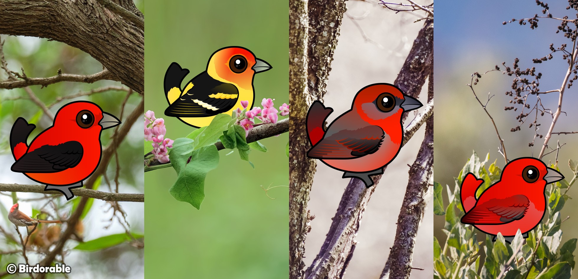 Discover the Colorful World of North America's Tanagers