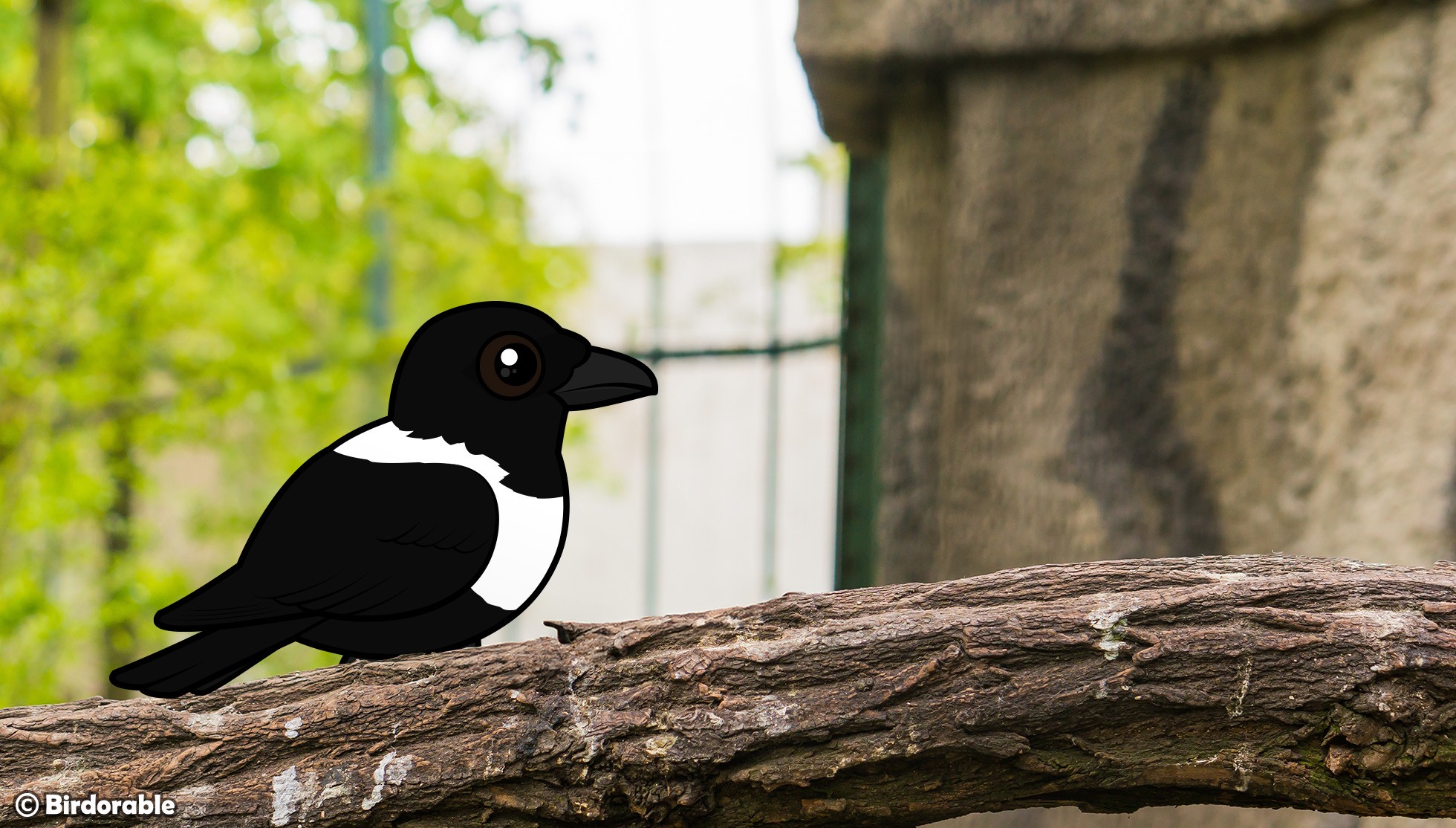 The Pied Crow: A Striking and Clever African Corvid