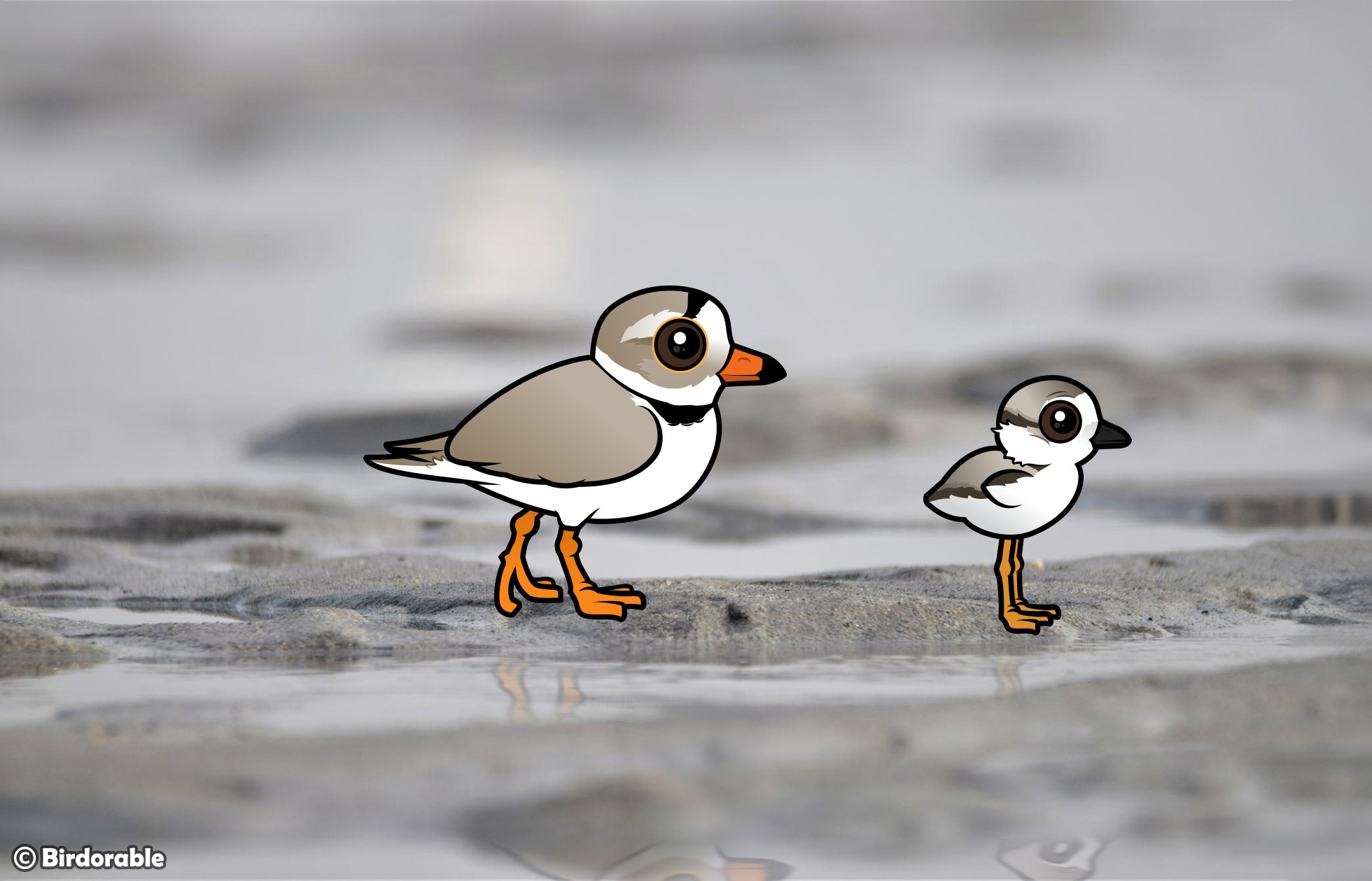 The Piping Plover: Navigating the Challenges of Conservation