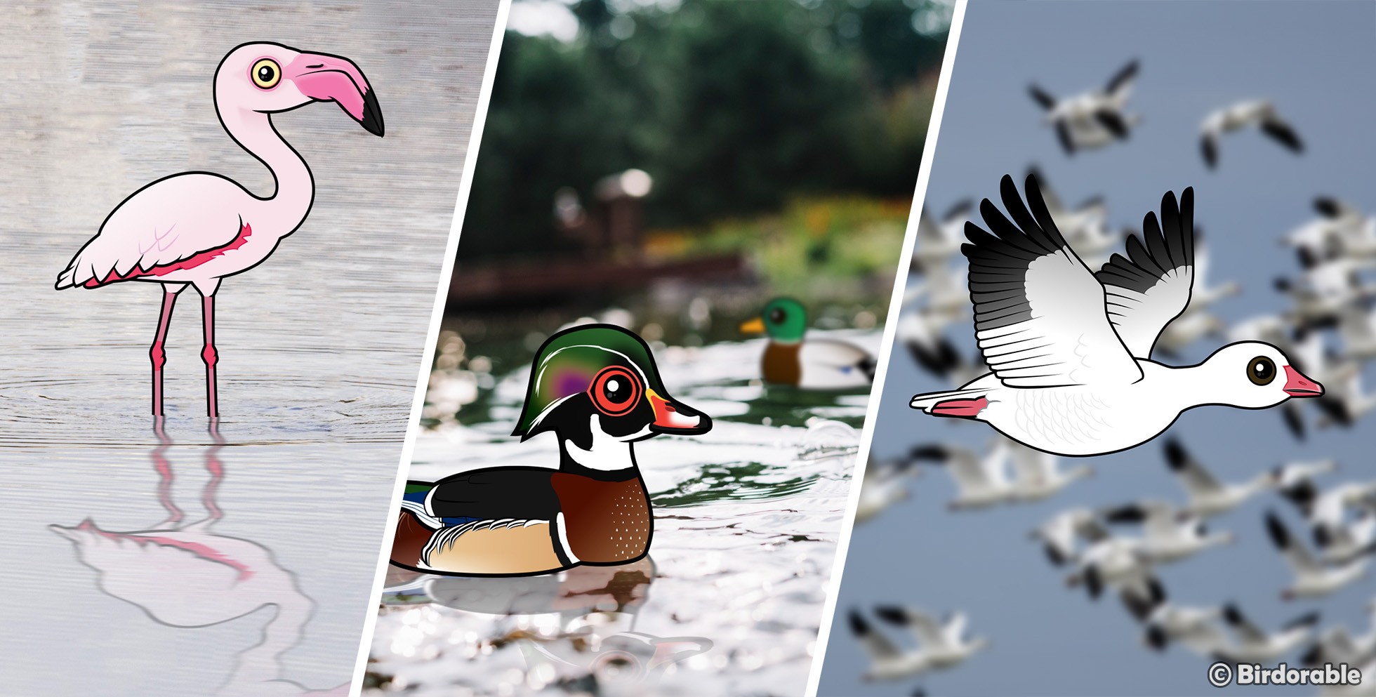 The Secret Behind Waterproof Feathers: The Uropygial Gland