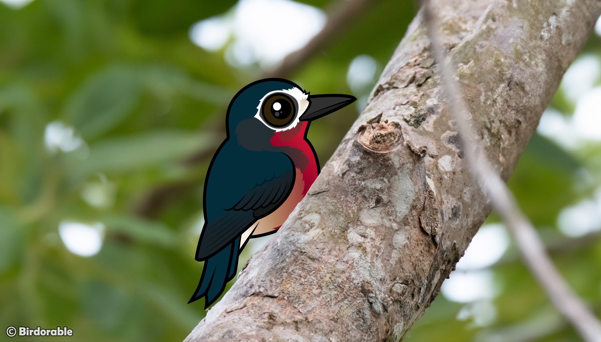 Welcome the Puerto Rican Woodpecker for Puerto Rico Week