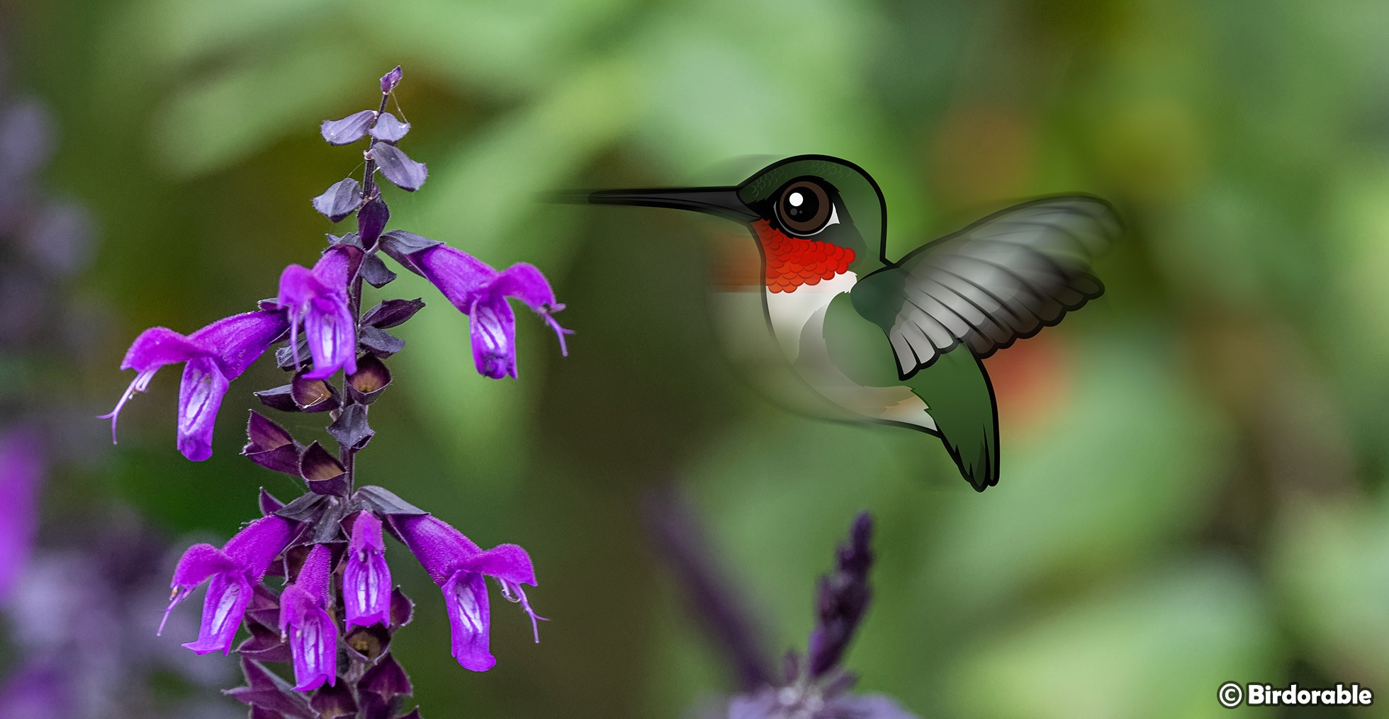 Busting a Bird Myth: Can Hummingbirds Fly Backwards?