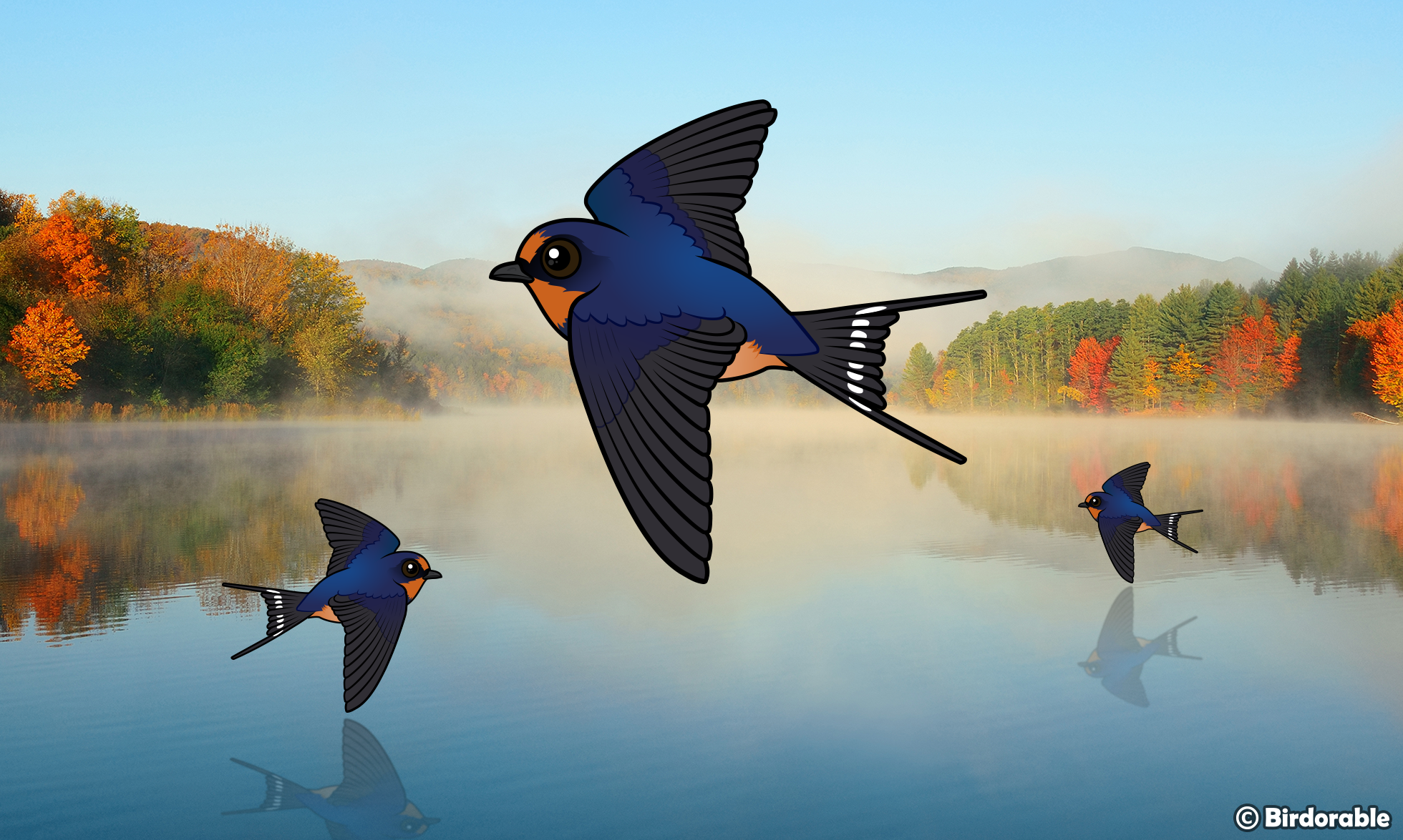 Swallow Week: Interesting Facts About Swallows