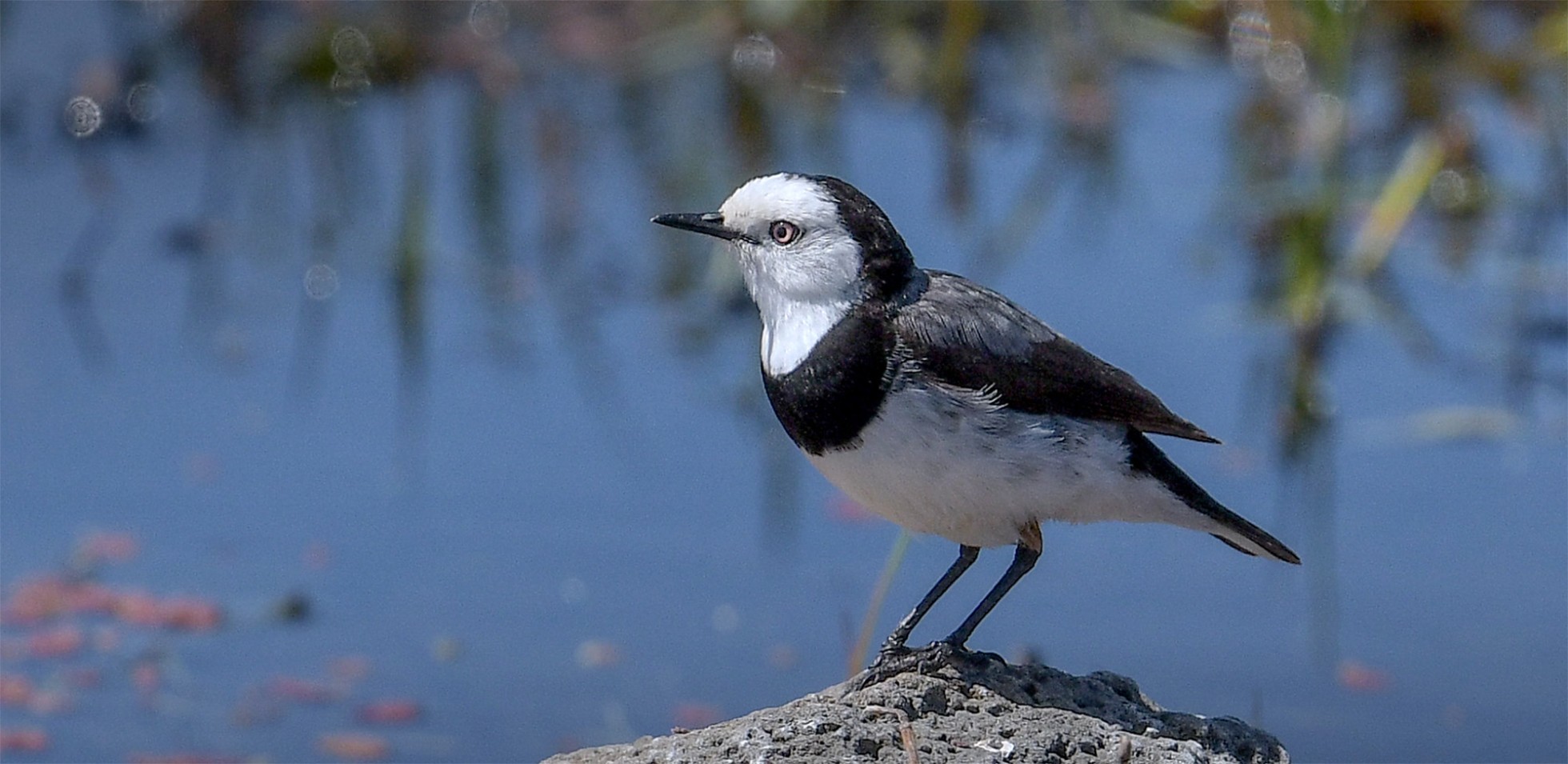 Meet the White-Fronted Chat: A Cutie from Down Under