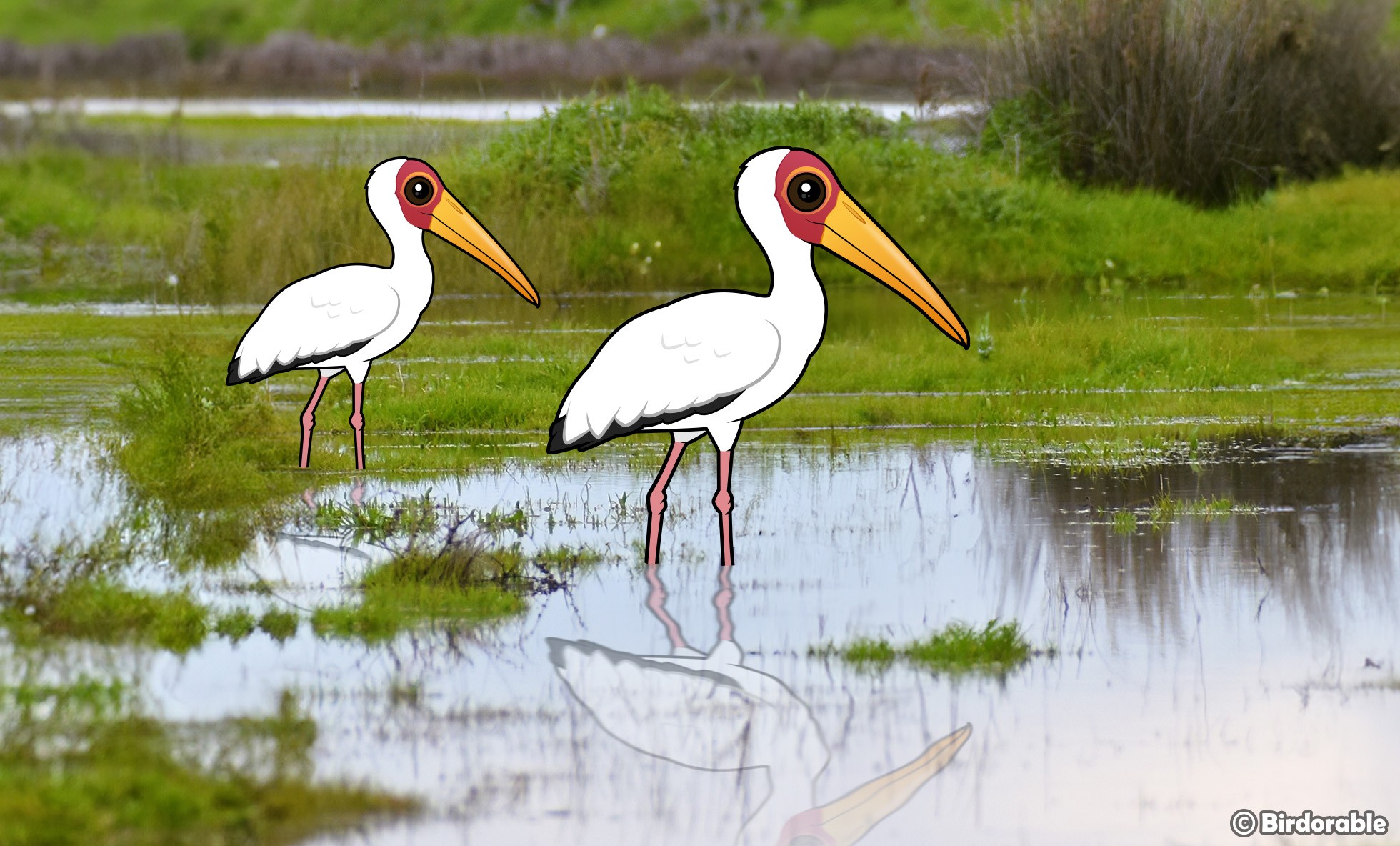 Fascinating Facts About Africa's Yellow-billed Stork