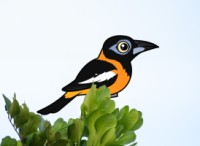 Meet the Colorful Venezuelan Troupial | National Bird of Venezuela