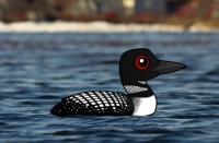 Cute Common Loon by Birdorable