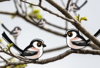 Meet the Long-tailed Tit: Fluffy Flock Bird | Birdorable Birds