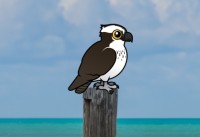Cute Osprey by Birdorable