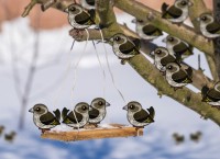 Peregrine Falconry and Recovery