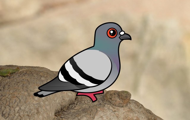 Head-Bobbing Explained: How Pigeons Stabilize Vision
