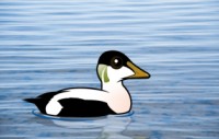 Cute Common Eider by Birdorable