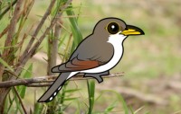 Cute Cartoon Yellow-billed Cuckoo | Meet the Birdorable