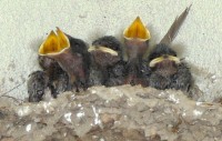 Cute Barn Swallow by Birdorable