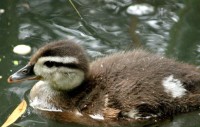 Cute Wood Duck by Birdorable