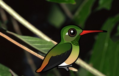 Meet the Cute Buff-bellied Hummingbird by Birdorable