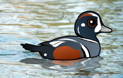 Read About the Harlequin Duck