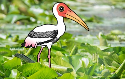 Read About the Painted Stork