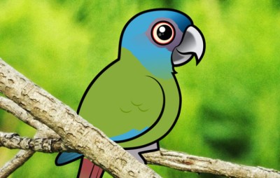 Read About the Mini Macaw Species Blue-headed Macaw