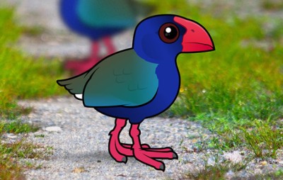 Cute South Island Takahe of New Zealand