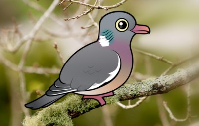 Meet the Common Wood Pigeon