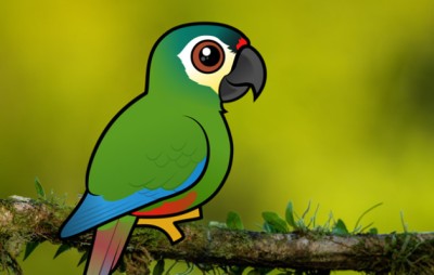 Discover the Cute & Vibrant Blue-winged Macaw | Birdorable Birds