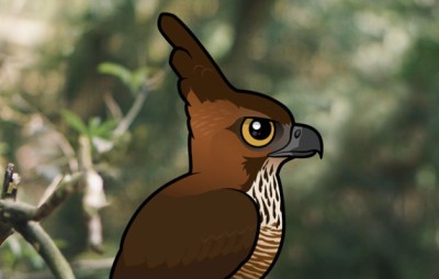 Javan Hawk-Eagle: Indonesia's National Treasure | Birdorable Birds