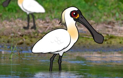 Meet the Black-faced Spoonbill
