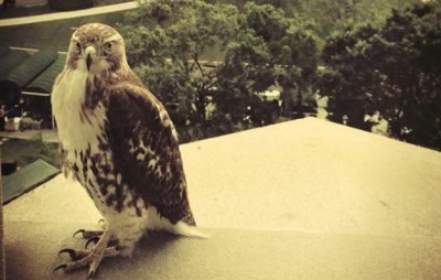 Cute Red-tailed Hawk by Birdorable