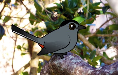 Bonanza Bird #5: Red Knot