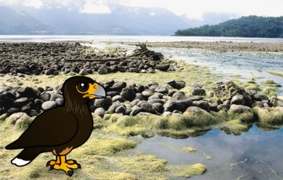 Bonanza Bird #18: Ferruginous Hawk